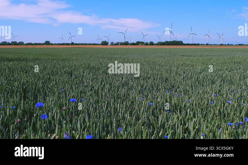 Ears of green ripening rye with flowering cornflower on the island of ...