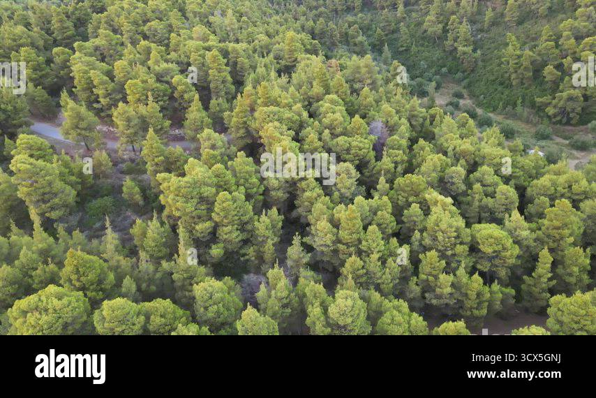 Greek forest trees Stock Videos & Footage - HD and 4K Video Clips - Alamy