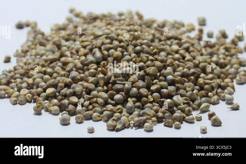 Pearl millet with selective focus Stock Video Footage - Alamy