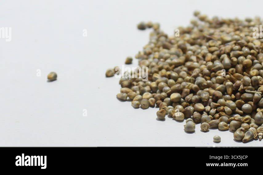 Pearl millet with selective focus Stock Video Footage - Alamy