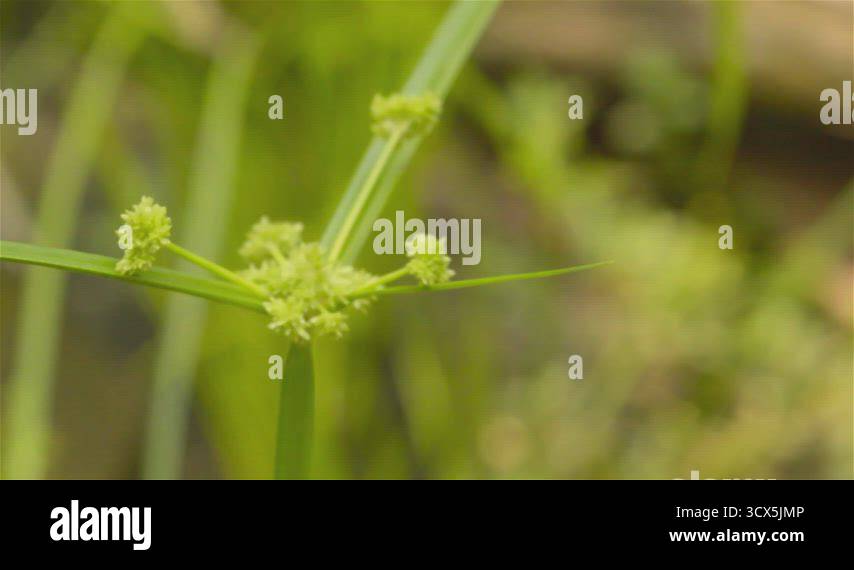 Indian Scutch grass flower seeds (Cynodon dactylon) known as Bermuda ...