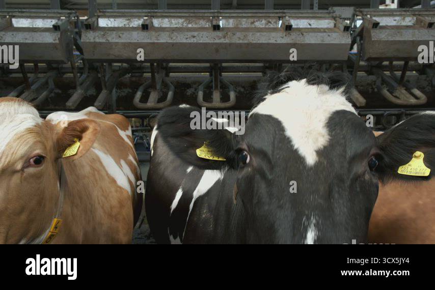 MS Cows on diary farm next to milking machine, Wyns, Friesland ...