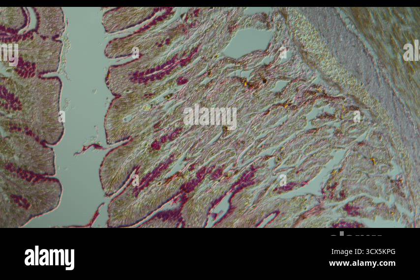 Intestine of the rat in cross section Stock Video Footage - Alamy