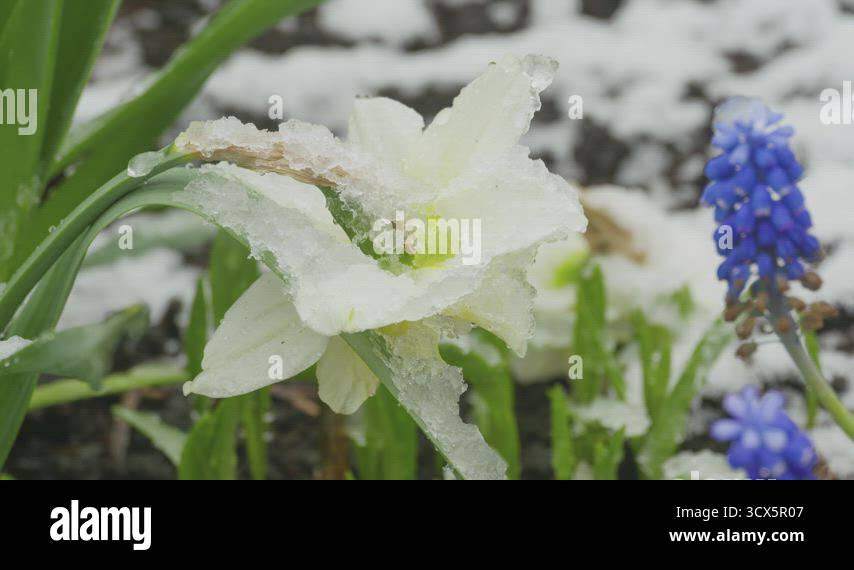 Snow covered flower Stock Videos & Footage - HD and 4K Video Clips - Alamy