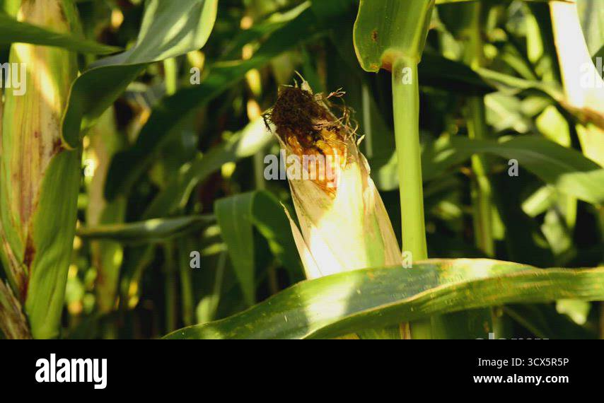 corn cob on a field in Germany Stock Video Footage - Alamy