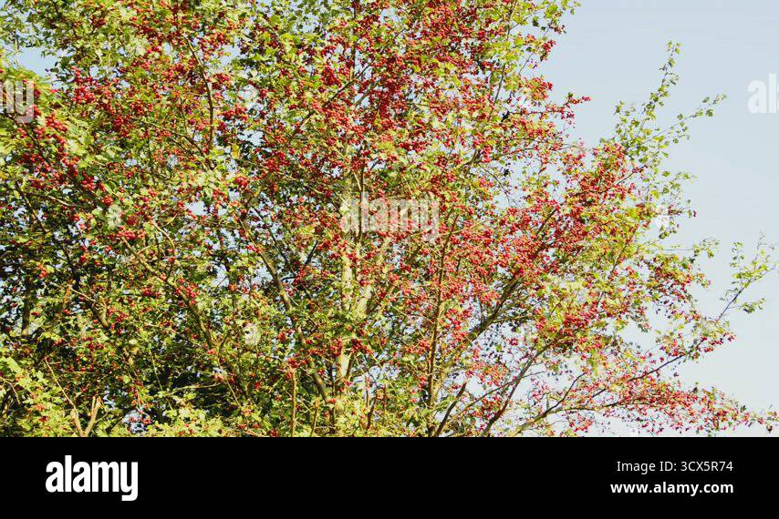 Hawthorn medicinal plant with ripe berries Stock Video Footage - Alamy
