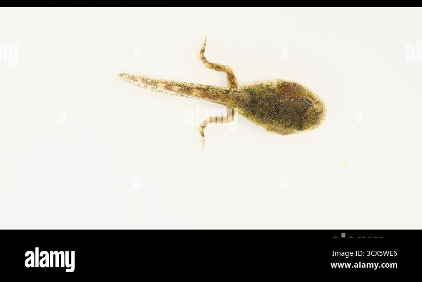 Tadpole of Stock Videos & Footage - HD and 4K Video Clips - Alamy
