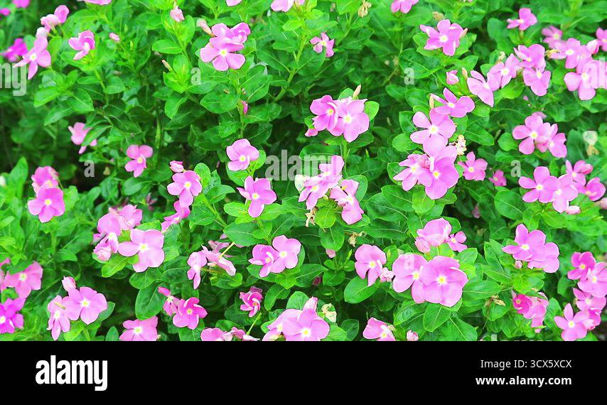 light pink white madagasca periwinkle, rose periwinkle and green leaves ...