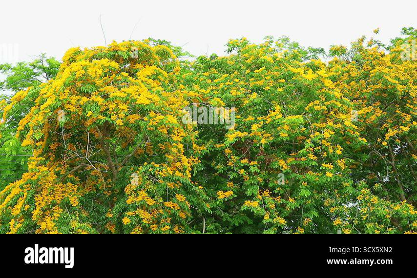 Burma padauk yellow tree flowers blooming and swing by wind Stock Video ...