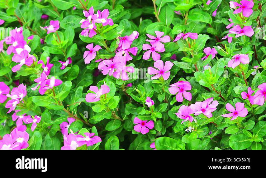 Rose periwinkle flower leaves Stock Videos & Footage - HD and 4K Video ...