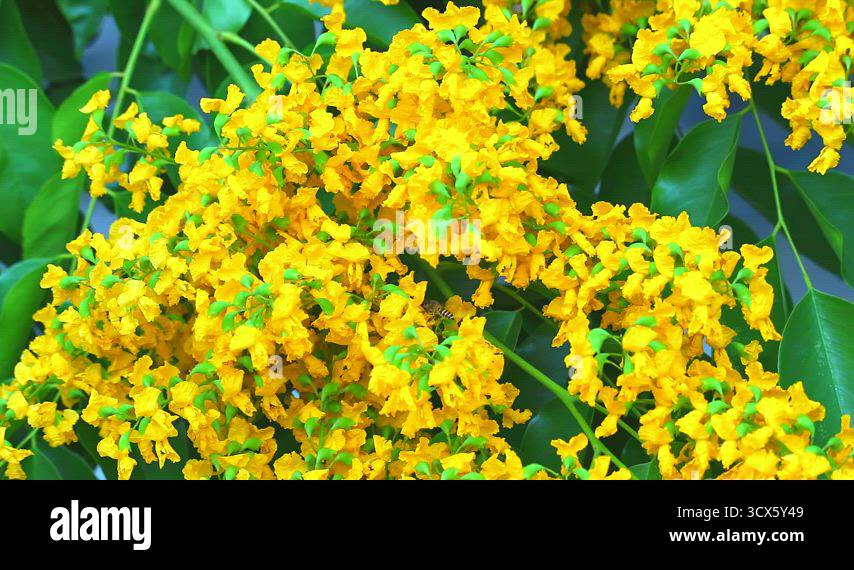 bee and Burma padauk bouquet yellow flowers blooming Stock Video ...