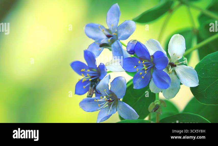 Lignum vitae blue white flowers blooming in blur garden and bee is ...