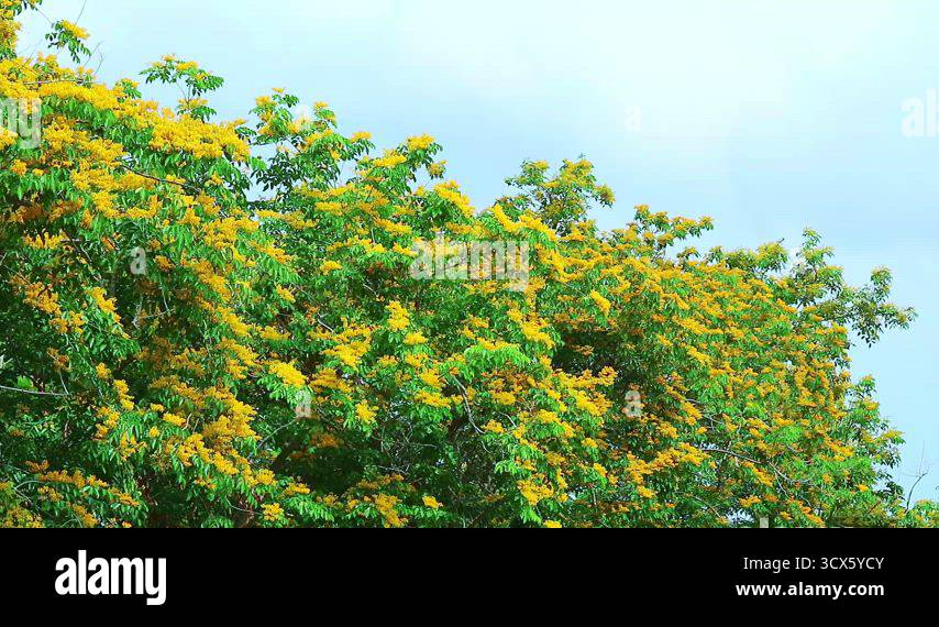 Narra tree Stock Videos & Footage - HD and 4K Video Clips - Alamy