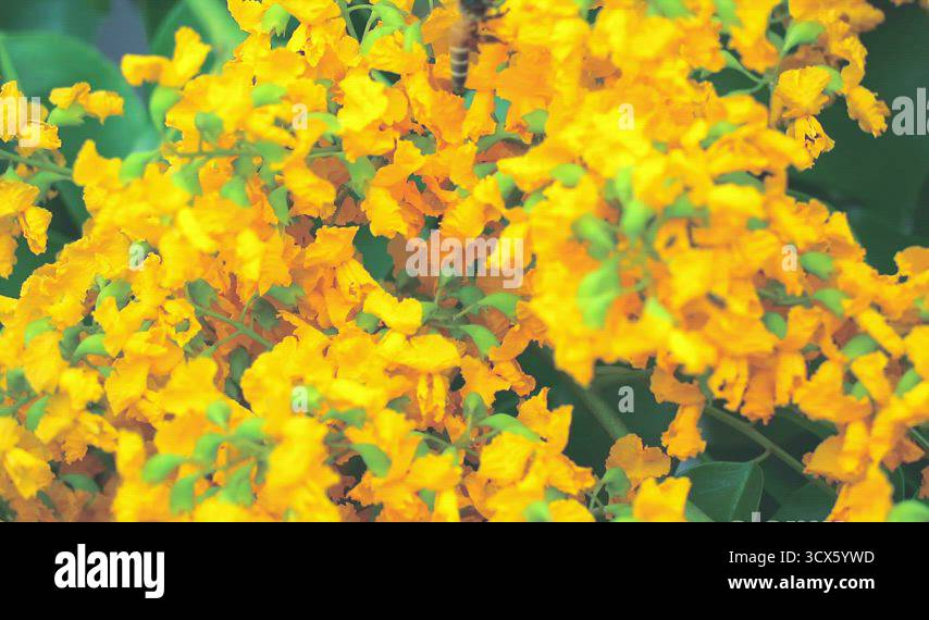 Padauk flower Stock Videos & Footage - HD and 4K Video Clips - Alamy