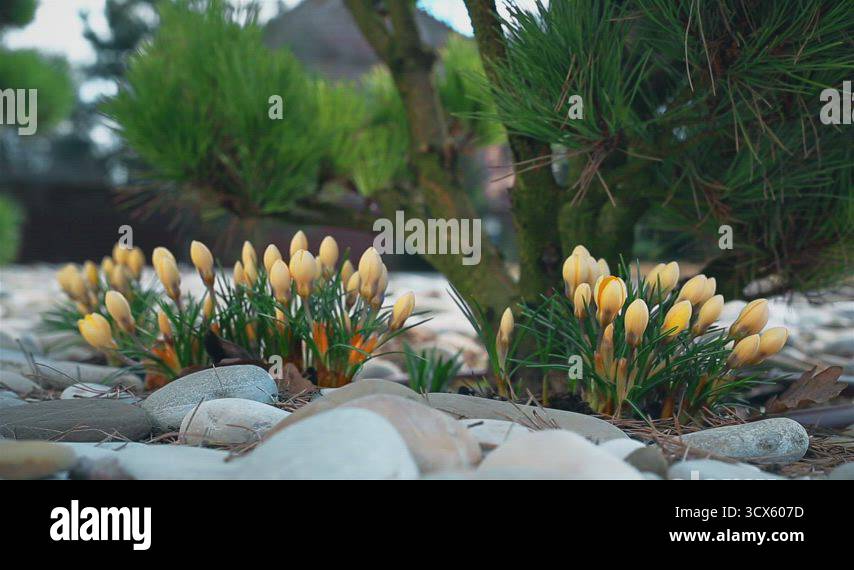 Crocus flower blooms after Stock Videos & Footage - HD and 4K Video ...