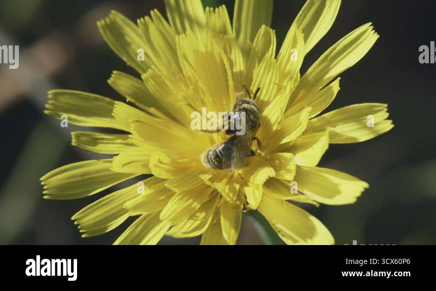 Arthropod genus Stock Videos & Footage - HD and 4K Video Clips - Alamy