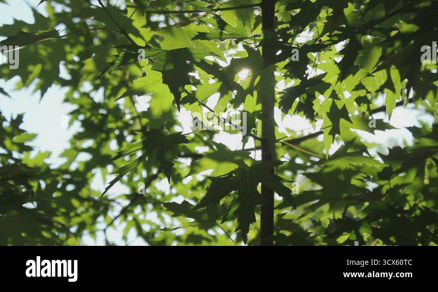 Sunlight shines through the green foliage of the maple tree HD Stock ...