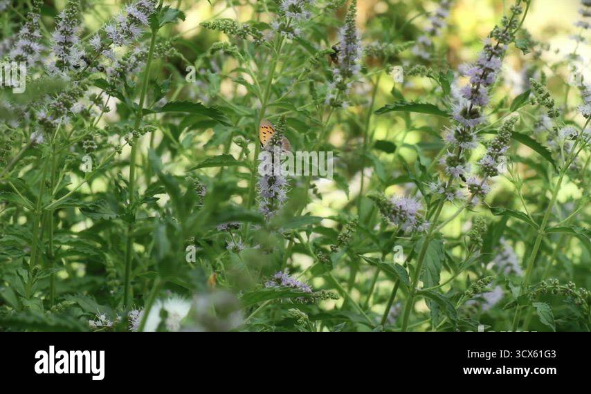 green herbal mint natural macro close up Stock Video Footage - Alamy