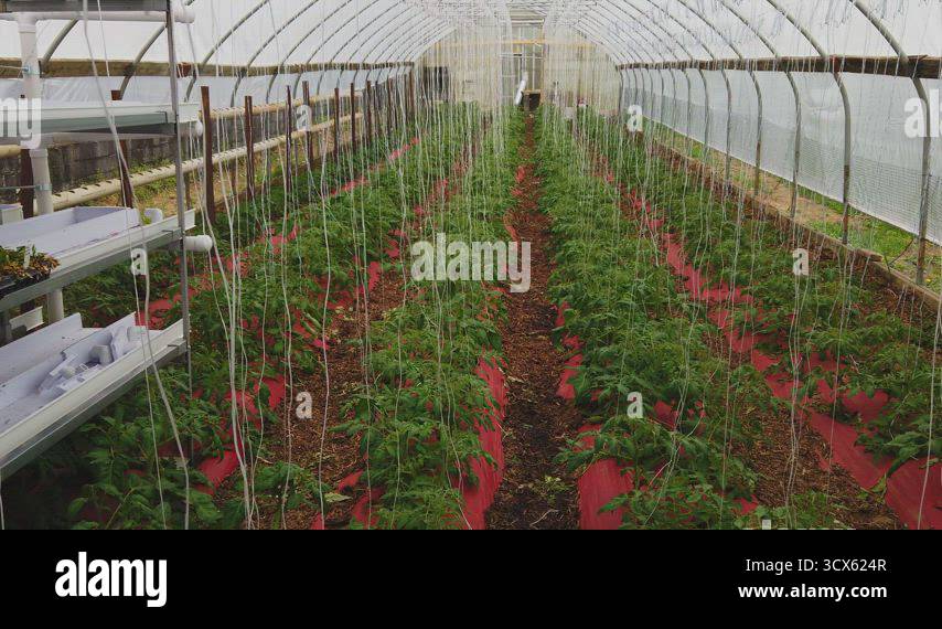 Poor Man's Green House with Young Tomato Plants being Grown Stock Video ...