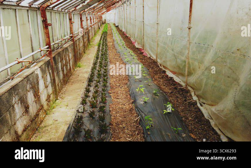 Poor Man's Green House with Young Tomato Plants being Grown and Care ...
