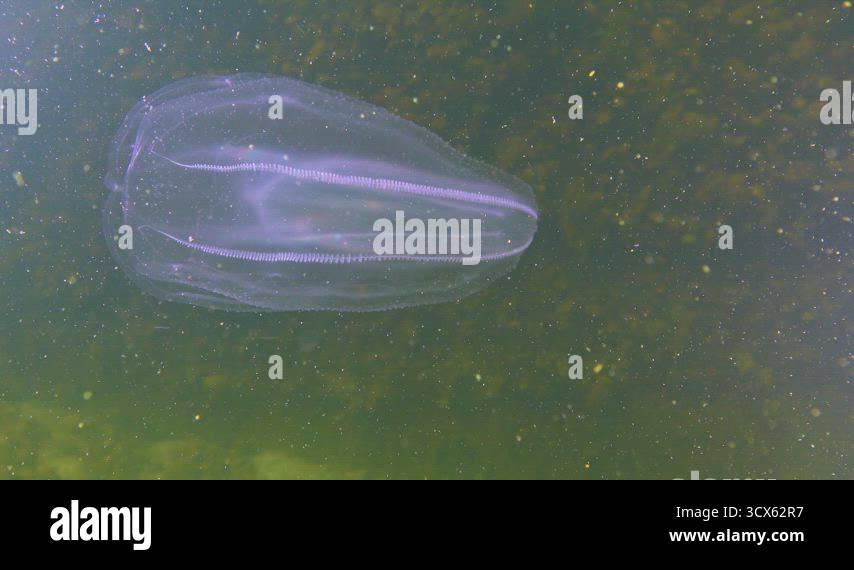 Ctenophores, comb invader to the Black Sea, jellyfish Mnemiopsis leidy ...