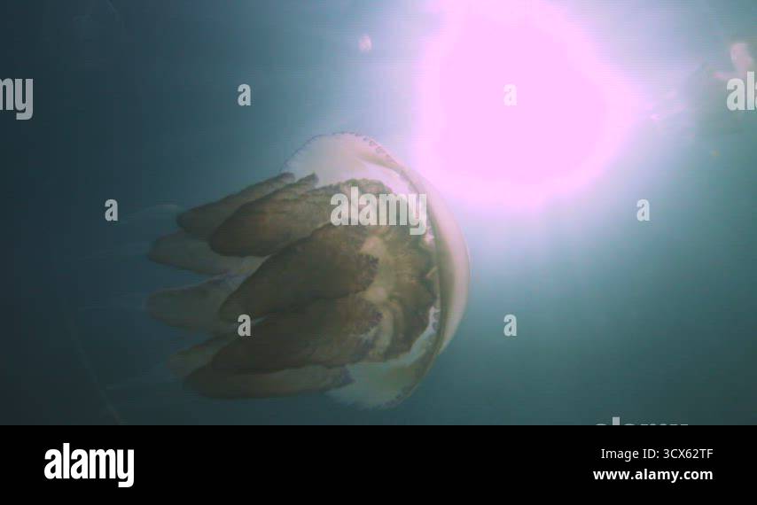 Floating in the thickness of the water in the Black Sea (Rhizostoma ...