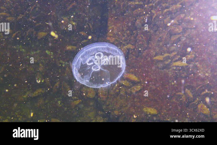 Black Sea fauna. Aurelia aurita (moon jelly, moon jellyfish, common ...
