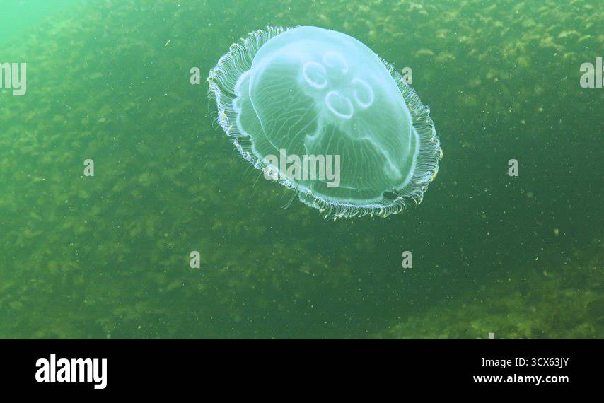 Black Sea fauna. Aurelia aurita (moon jelly, moon jellyfish, common ...