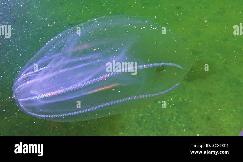 Ctenophores, comb invader to the Black Sea, jellyfish Mnemiopsis leidy ...