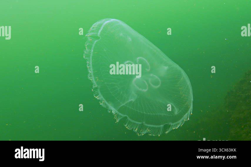 Black Sea fauna. Aurelia aurita (moon jelly, moon jellyfish, common ...