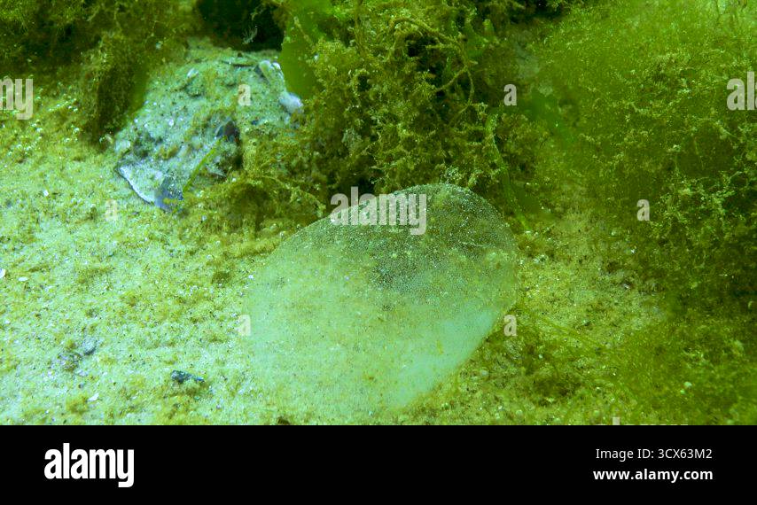 A slimy ball with eggs of the polychaete sea worm Stock Video Footage ...