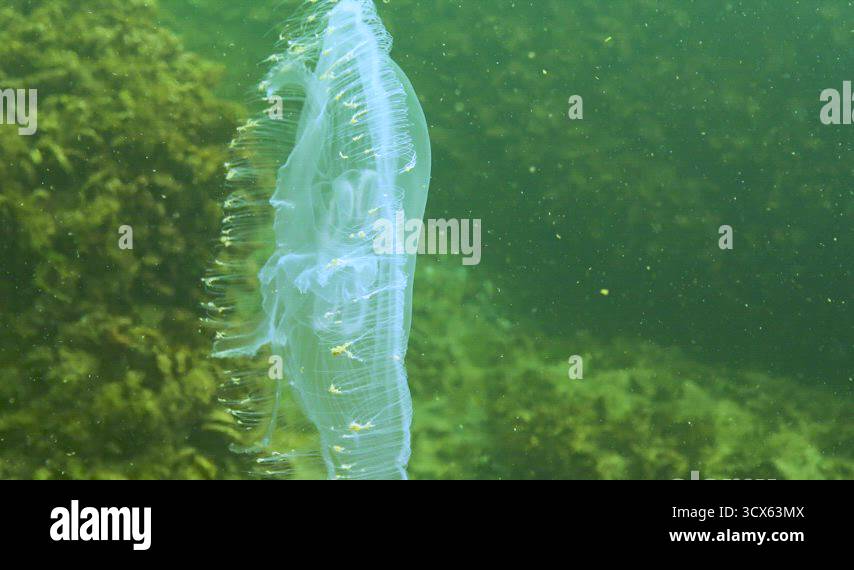 Black Sea fauna. Aurelia aurita (moon jelly, moon jellyfish, common ...