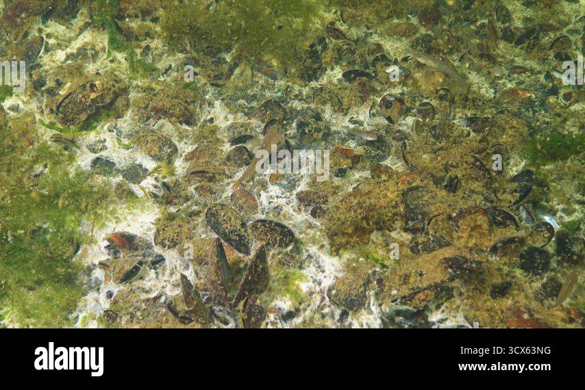 Marine funge on the surface of sand, the Black Sea. Ecology of the sea ...