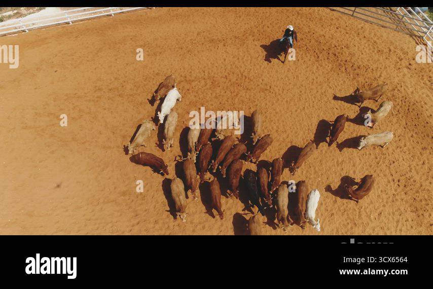Aerial drone above cow herd in a horse farm ranch. Cowboy man on ...