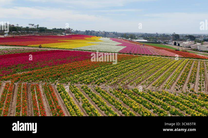 Giant Ranunculus flowers field during the annual bloom that runs March ...