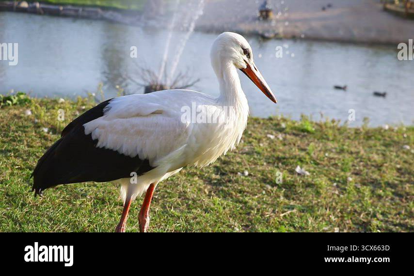 Close up beautiful stork walks Stock Videos & Footage - HD and 4K Video ...