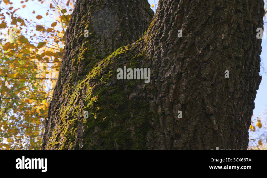 Walk with pet dog in a city park in the fall season. Training a dog ...