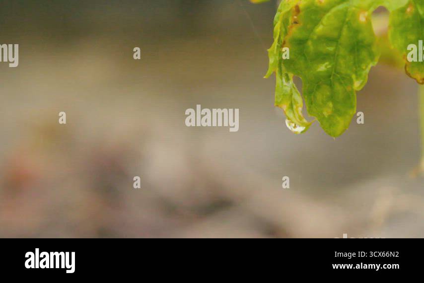 Rain drop on leaf. close-up. rain drop water with fresh green leaf ...