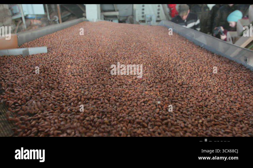 Workshop for processing pine nuts. The machine shakes the pine nut to ...