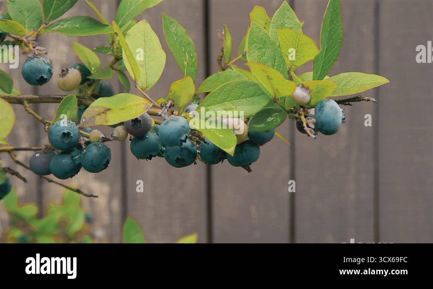 Blueberry berry hanging in the garden on the branch of a Bush HD Stock ...