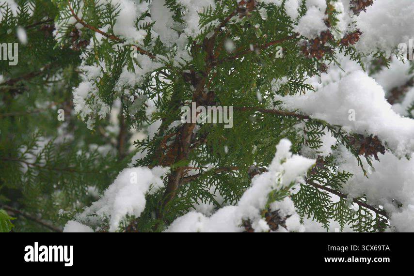 pine tree snow flake fall 4k Stock Video Footage - Alamy
