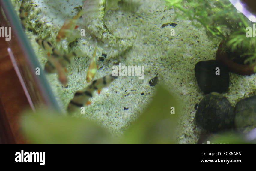 Minimal fish tank on top view Stock Video Footage - Alamy