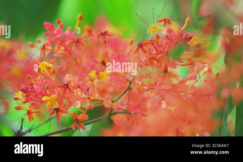 Asoka or Saraca or Sorrowless tree bouquet red flowers moving and blur ...