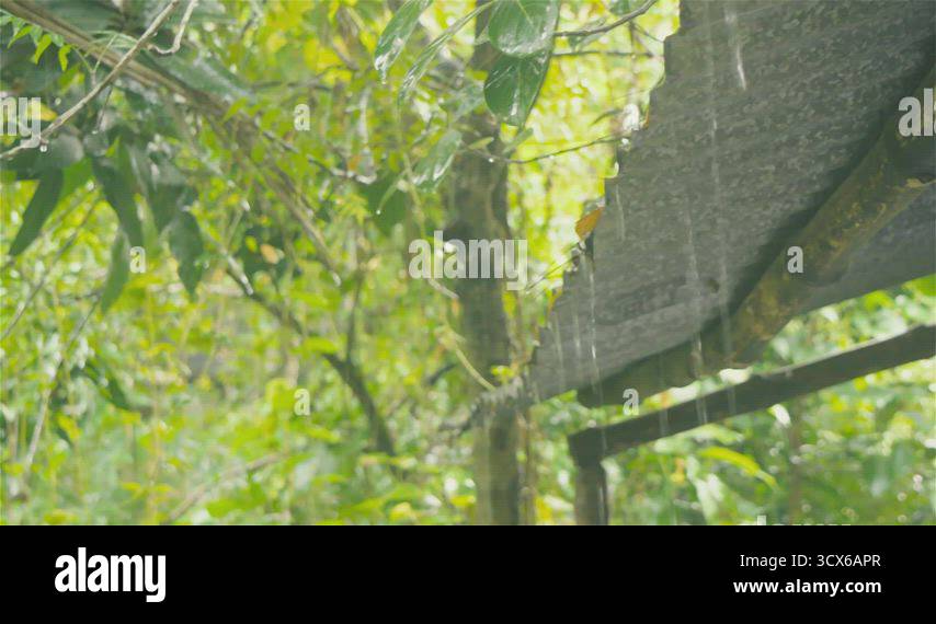 Rain falling from the roof. Tropical summer Monsoon raindrops falling ...