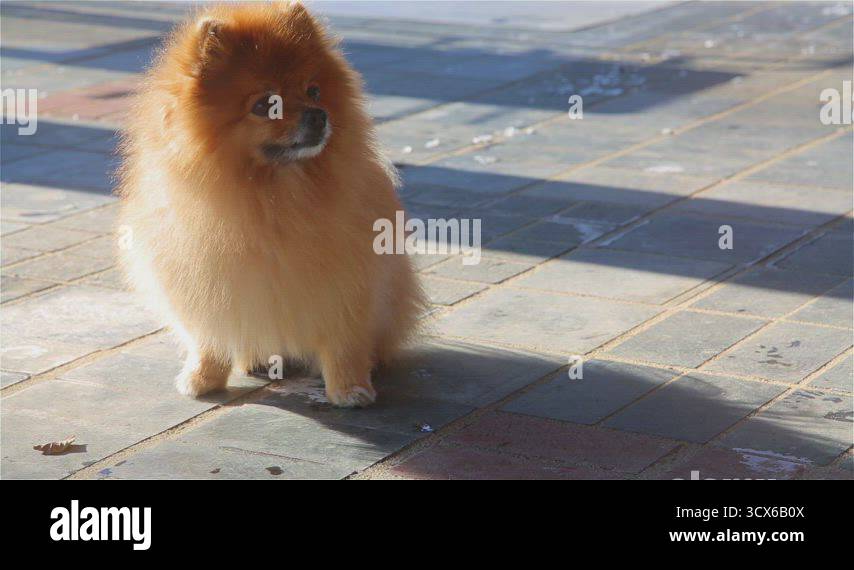Golden purebred young Spitz sitting and yawning Stock Video Footage - Alamy