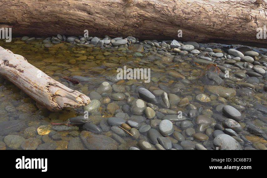 The coast of the Pacific Ocean, the trunk of a tree lies in the water ...