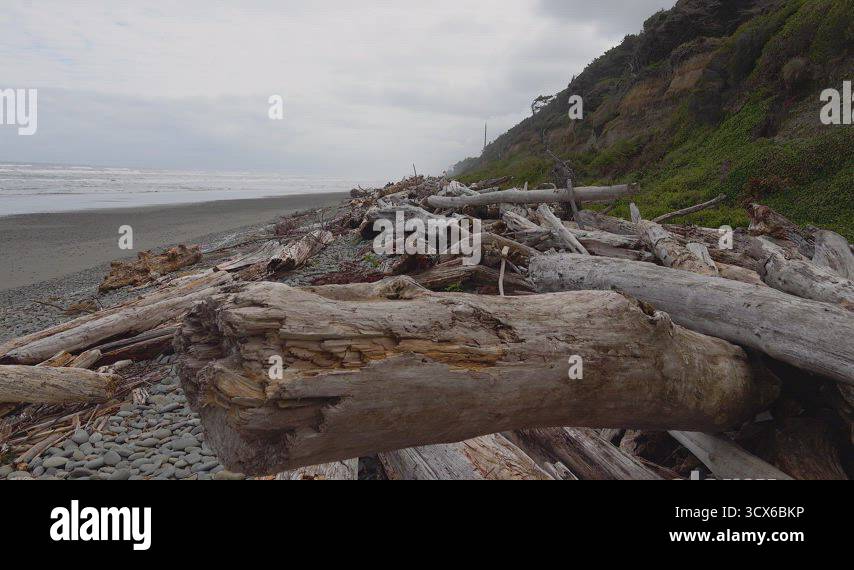 Pacific Coast with trunks of trees on a wide beach with black sand ...