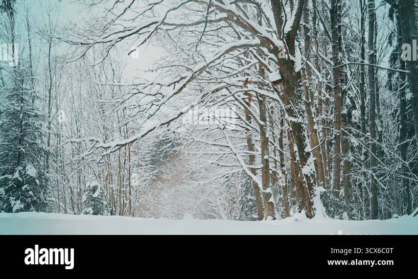 Snow-covered branches of oak trees in winter in December Stock Video ...