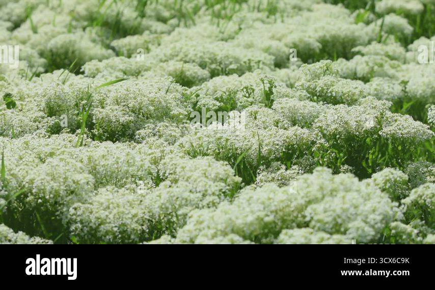 Thickets of blooming yarrow on a spring meadow Stock Video Footage - Alamy