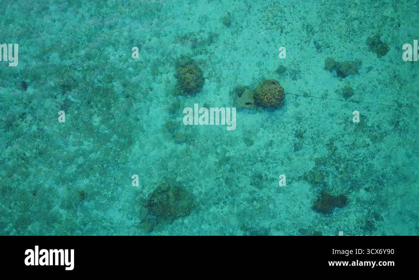 Copy space travel of beautiful shore beach wildlife by aqua blue sea ...